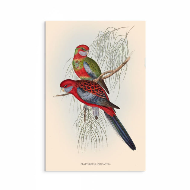 Australian Native Bird Prints: Vintage 6-Piece Gallery Set – Curat'd Walls