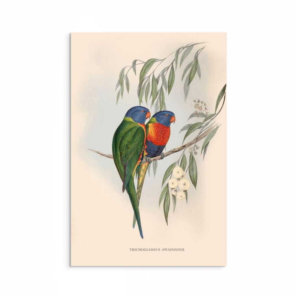 Australian Native Bird Prints: Vintage 6-Piece Gallery Set – Curat'd Walls